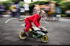 3- macaco EMO super estiloso esbanjando a sua lindeza