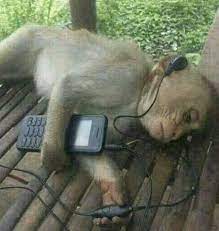 6- macaco dando um belo de um tapa no VISUAL