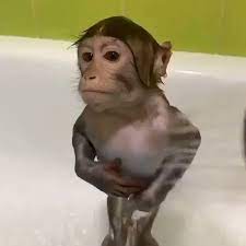 9- macaco GANGSTER botando dominio no bairro inimigo